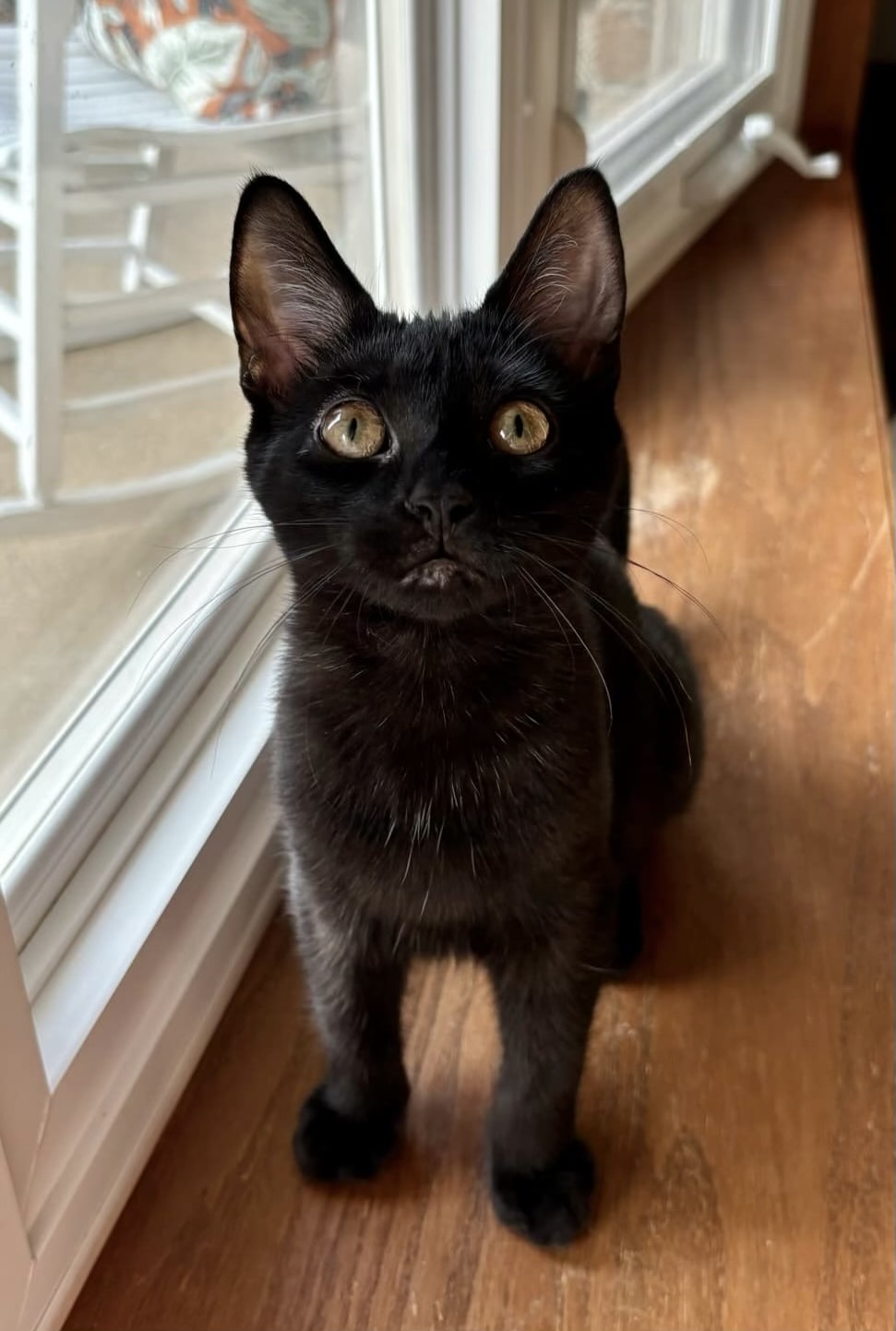 My Kitty Cafe
