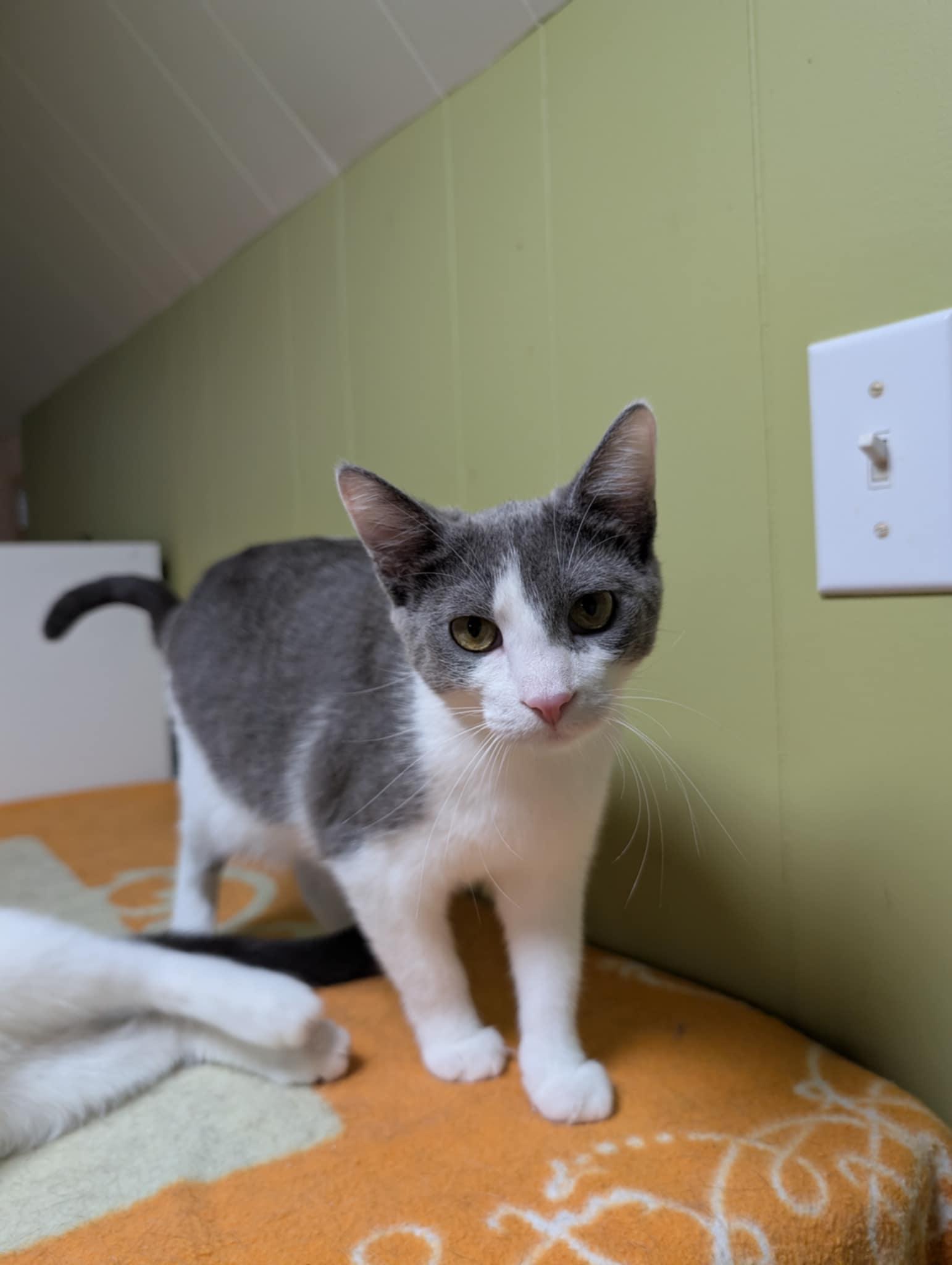 Meet the kitties at My Kitty Cafe - My Kitty Cafe